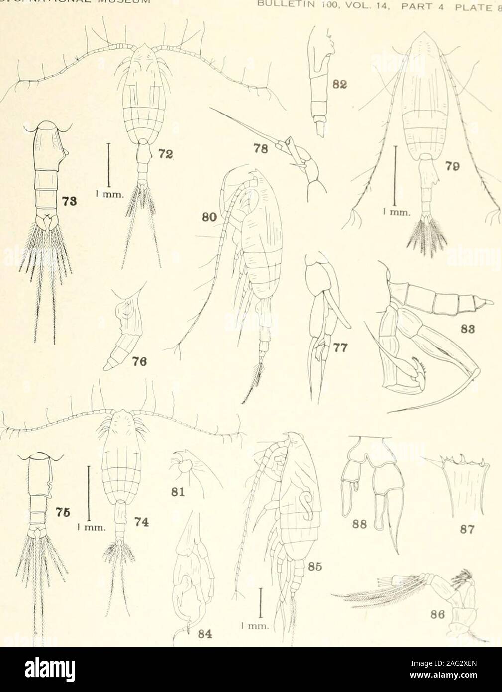 . Bulletin - United States National Museum. Species of Euaugaptilus ...