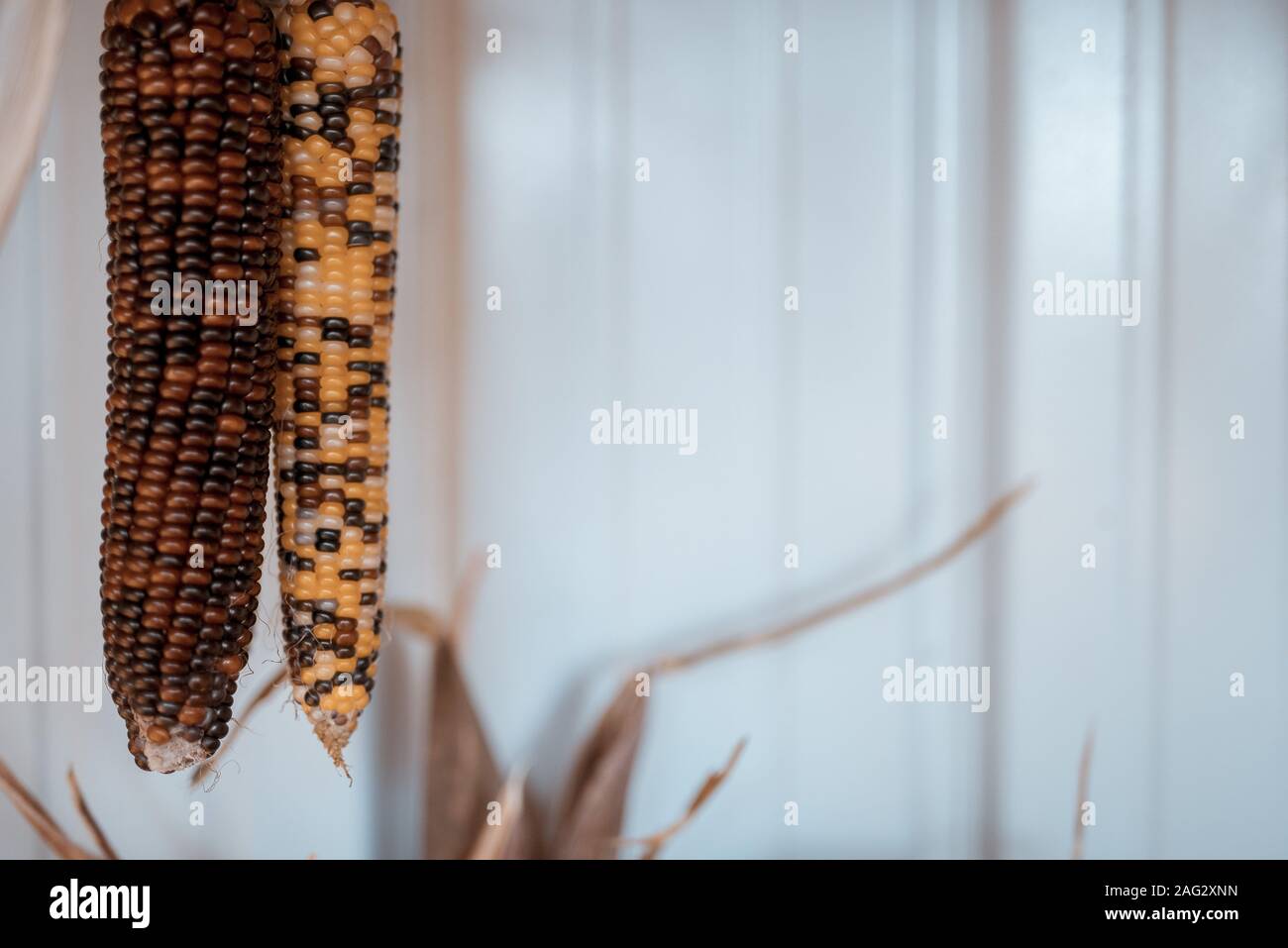 Closeup shot of different types of corn with a blurred background Stock ...