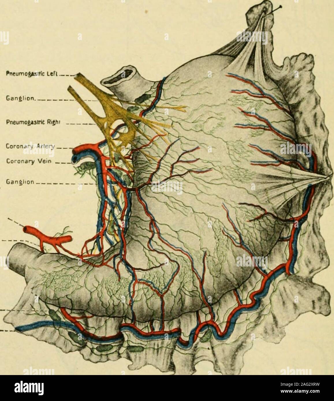 Lesser Curvature Of Stomach