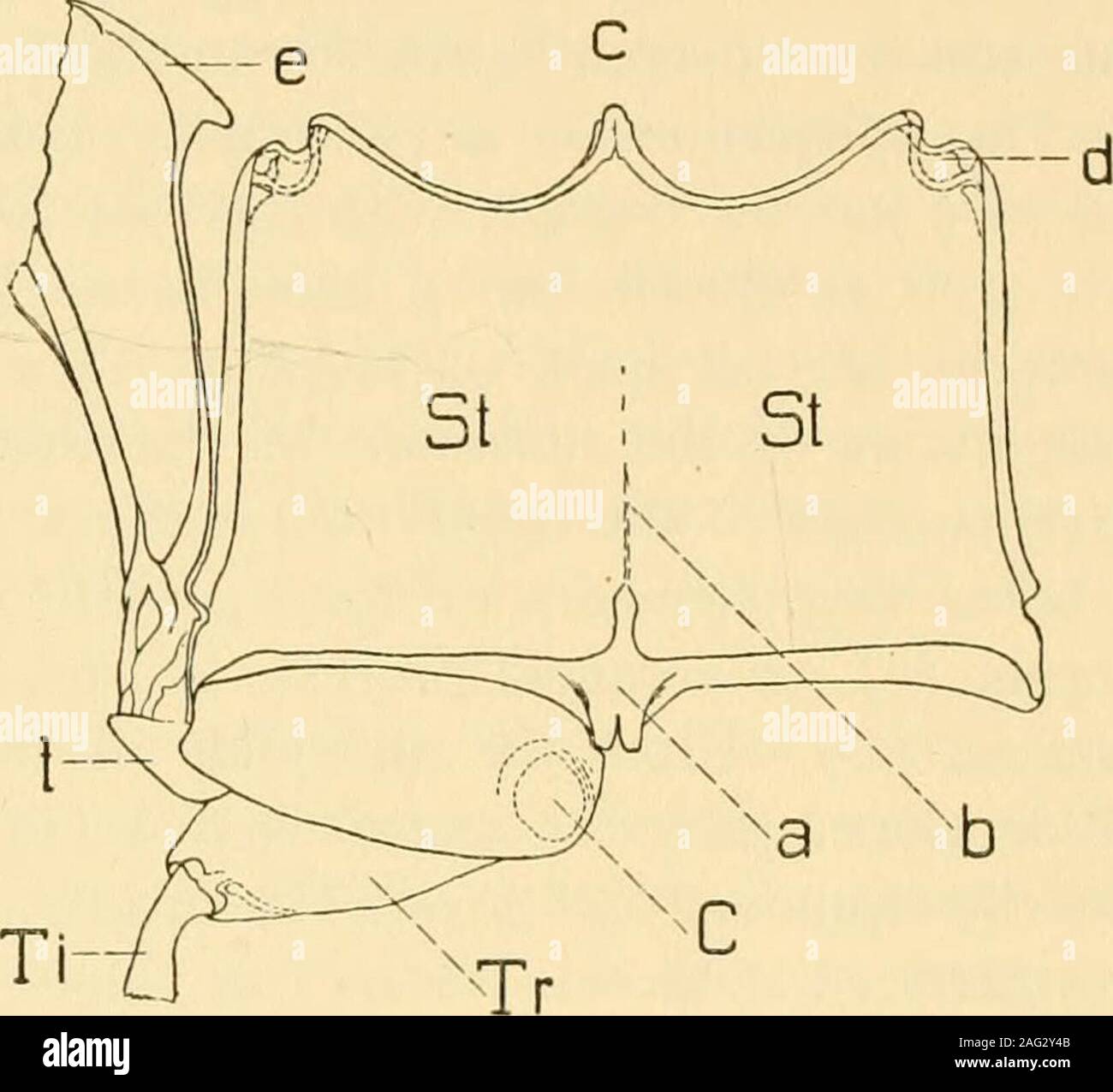 Metasternum hi-res stock photography and images - Alamy