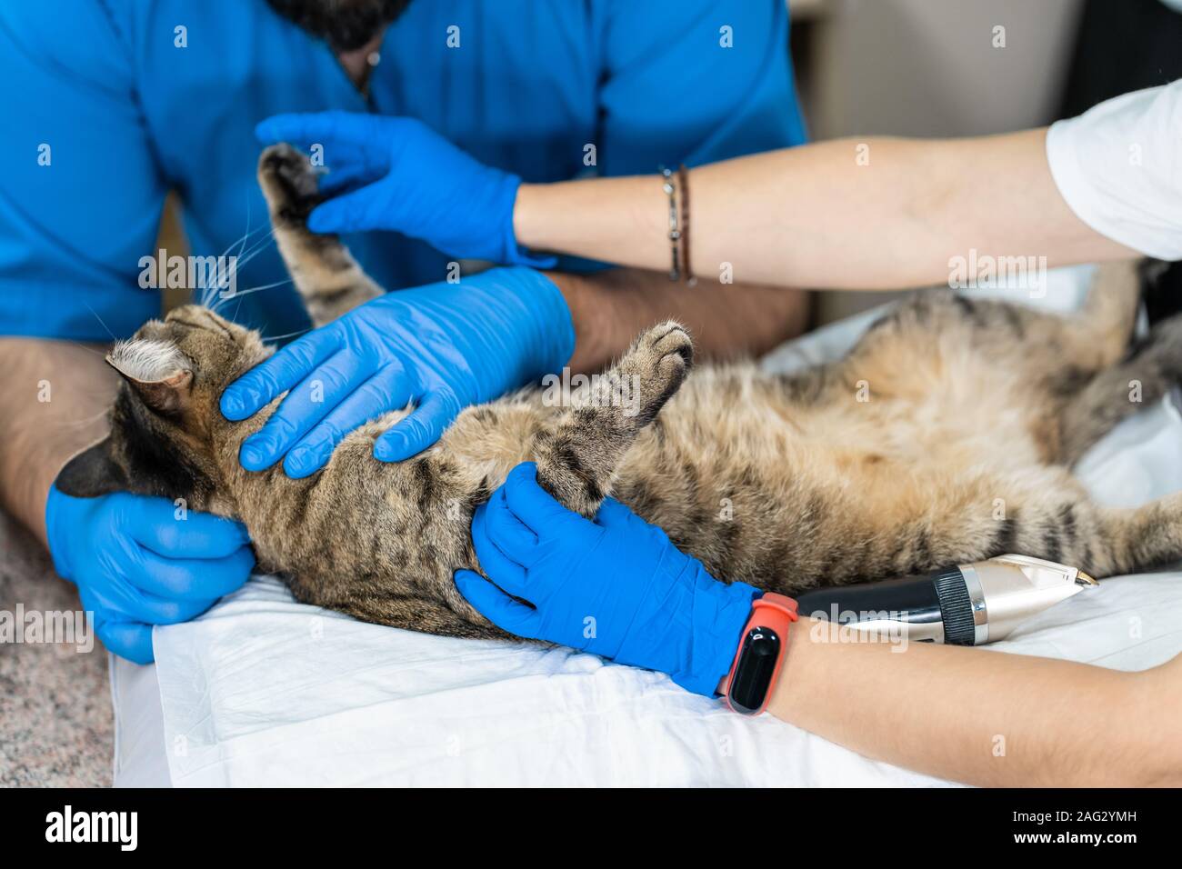 Professional doctors veterinarians perform ultrasound examination of ...