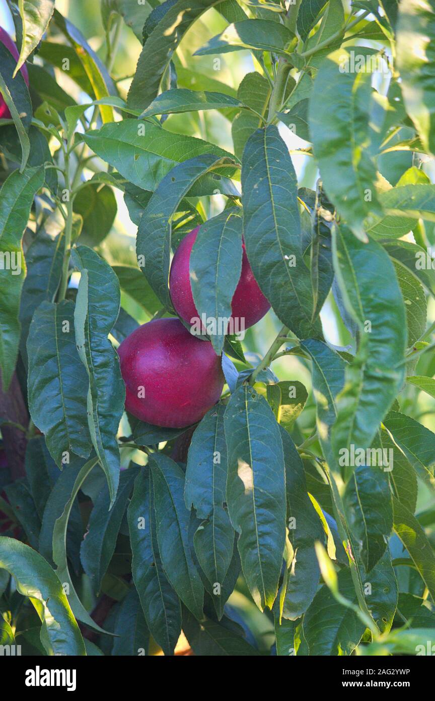 Tree Nectarine Fruit Leaves Red High Resolution Stock Photography and ...