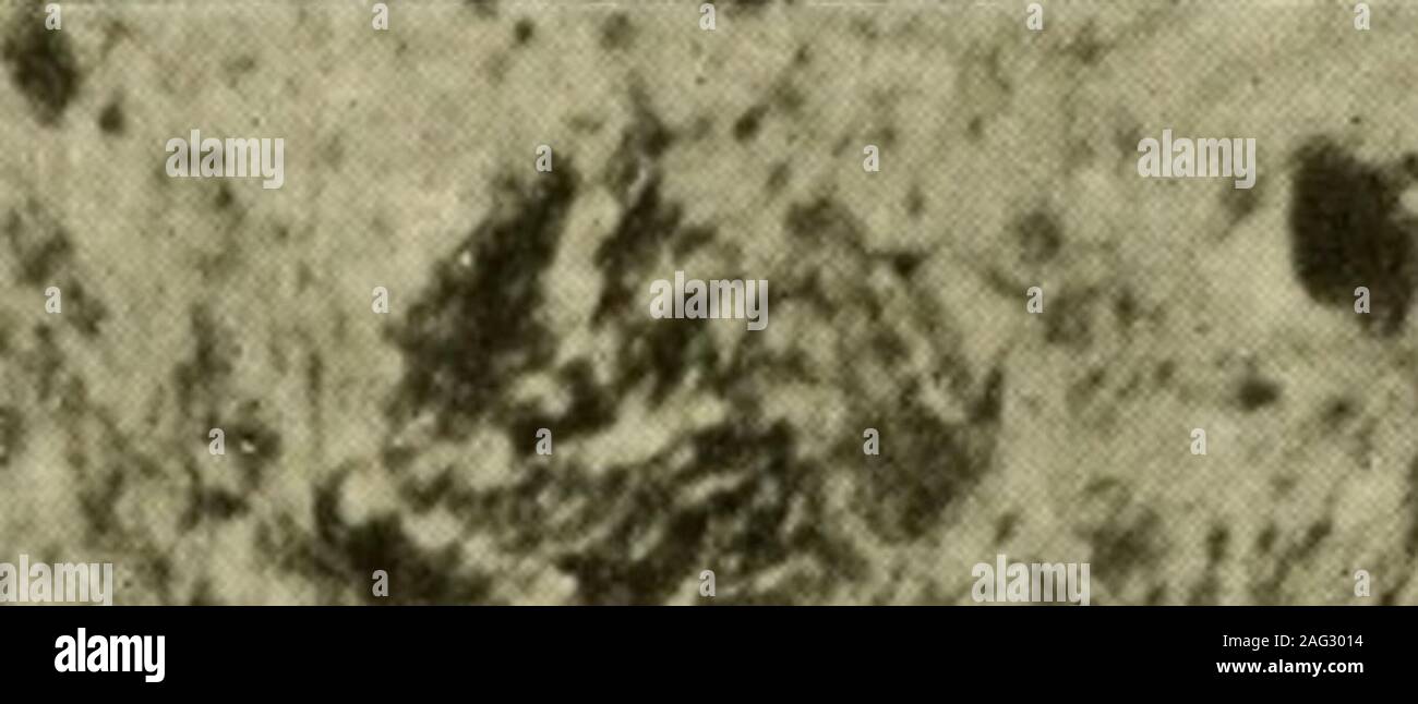 . The American journal of anatomy. be looked upon as an extension ...