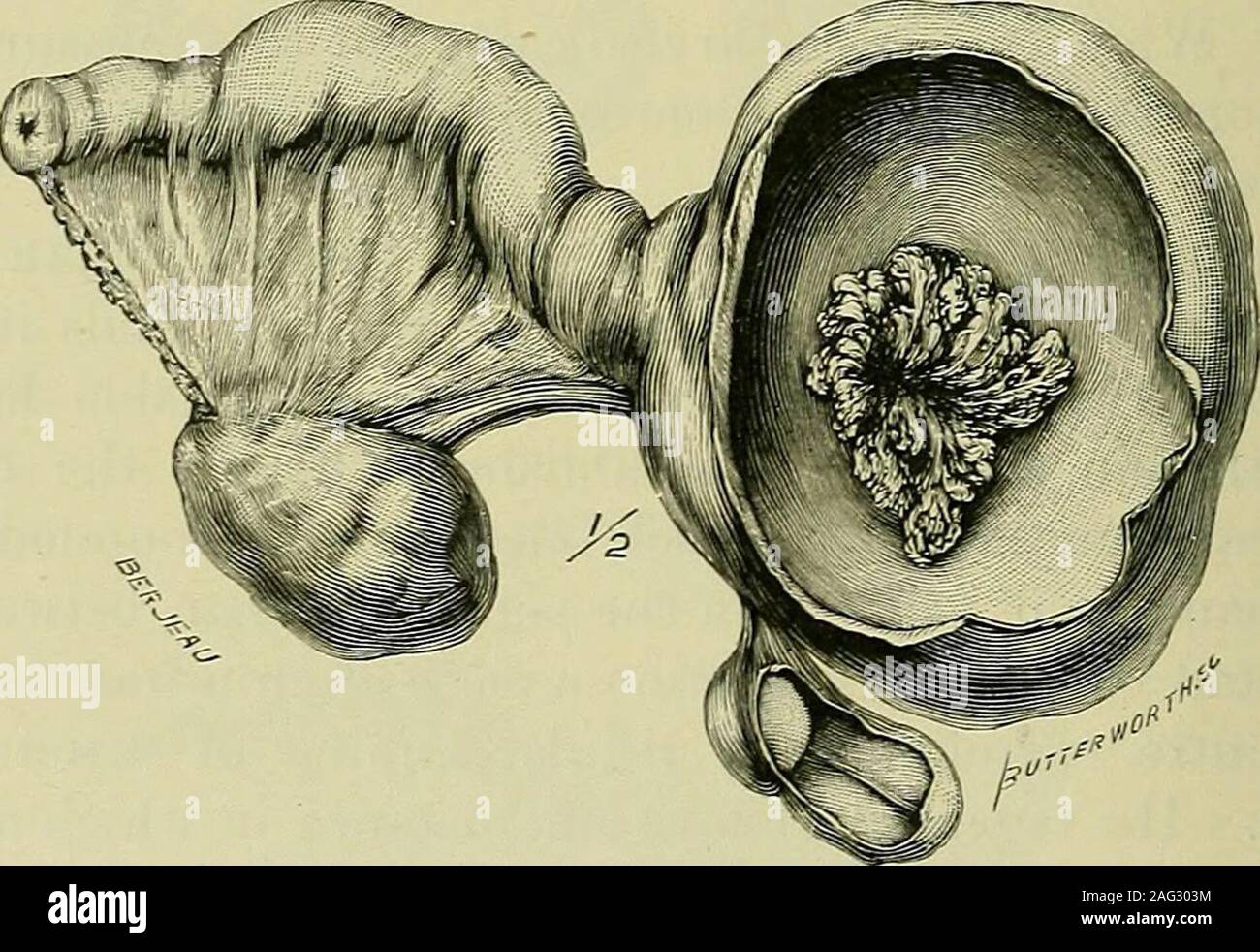 Ovoid formed hi-res stock photography and images - Alamy