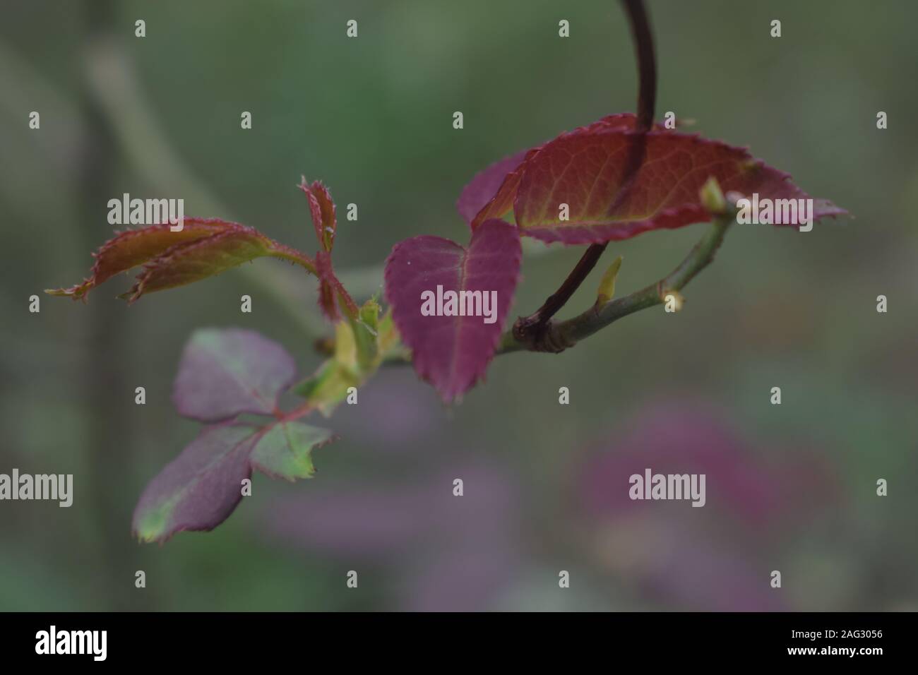 Beautiful picture of rose leaves in the garden Stock Photo - Alamy