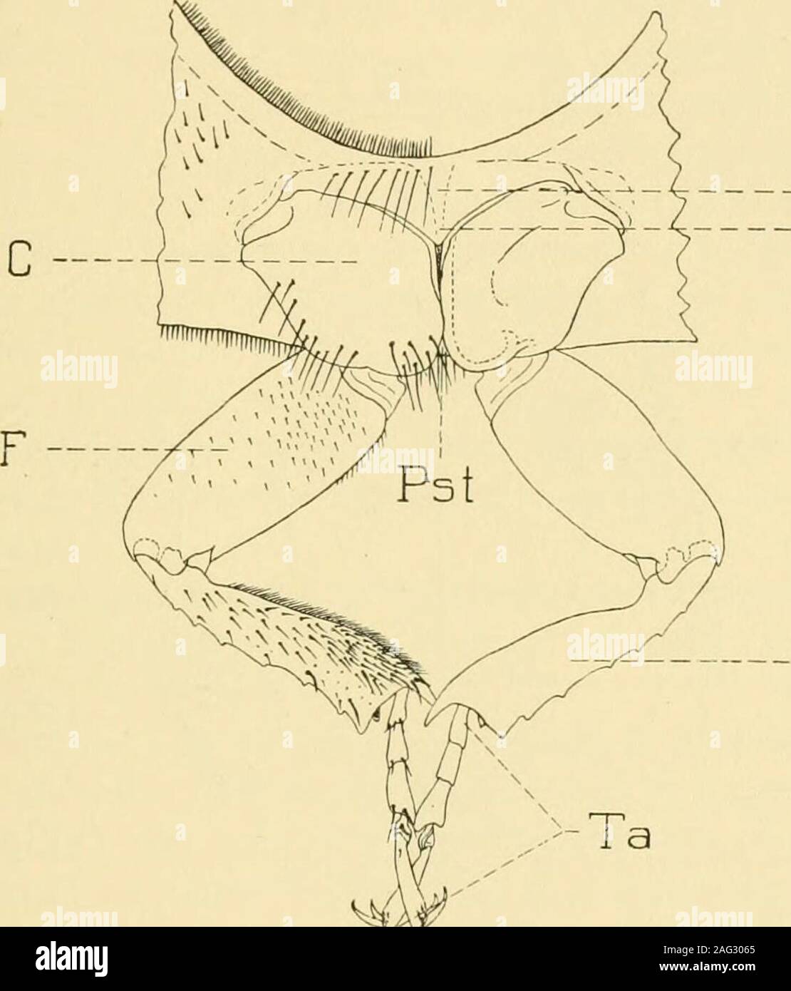 . Smithsonian miscellaneous collections. g. 14) is represented as ...
