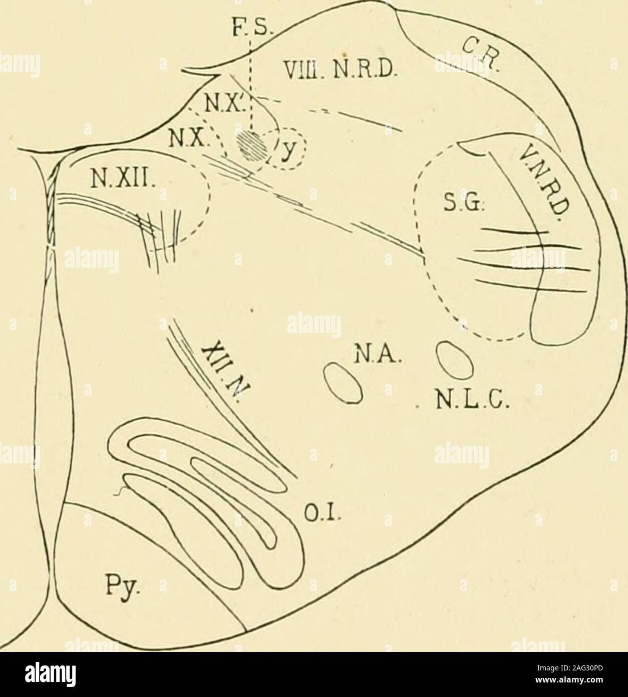 R ambiguus hi-res stock photography and images - Alamy