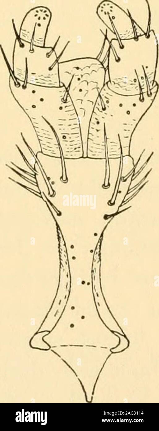 . Smithsonian miscellaneous collections. Fig. 13, B.—Gnathotrichus ...