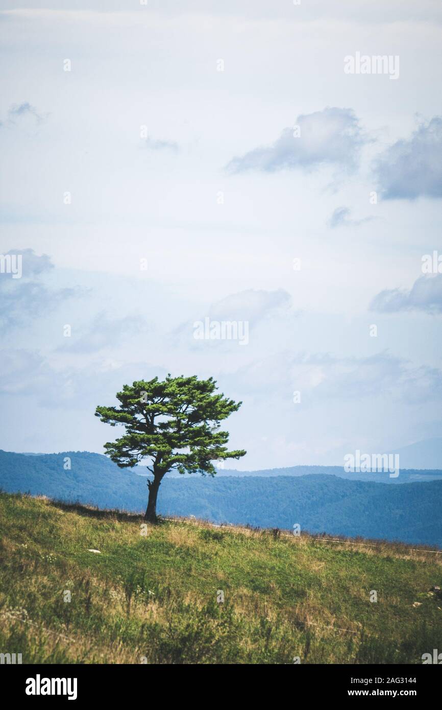 Vertical shot of a tree standing on top of a mountain under the clear ...