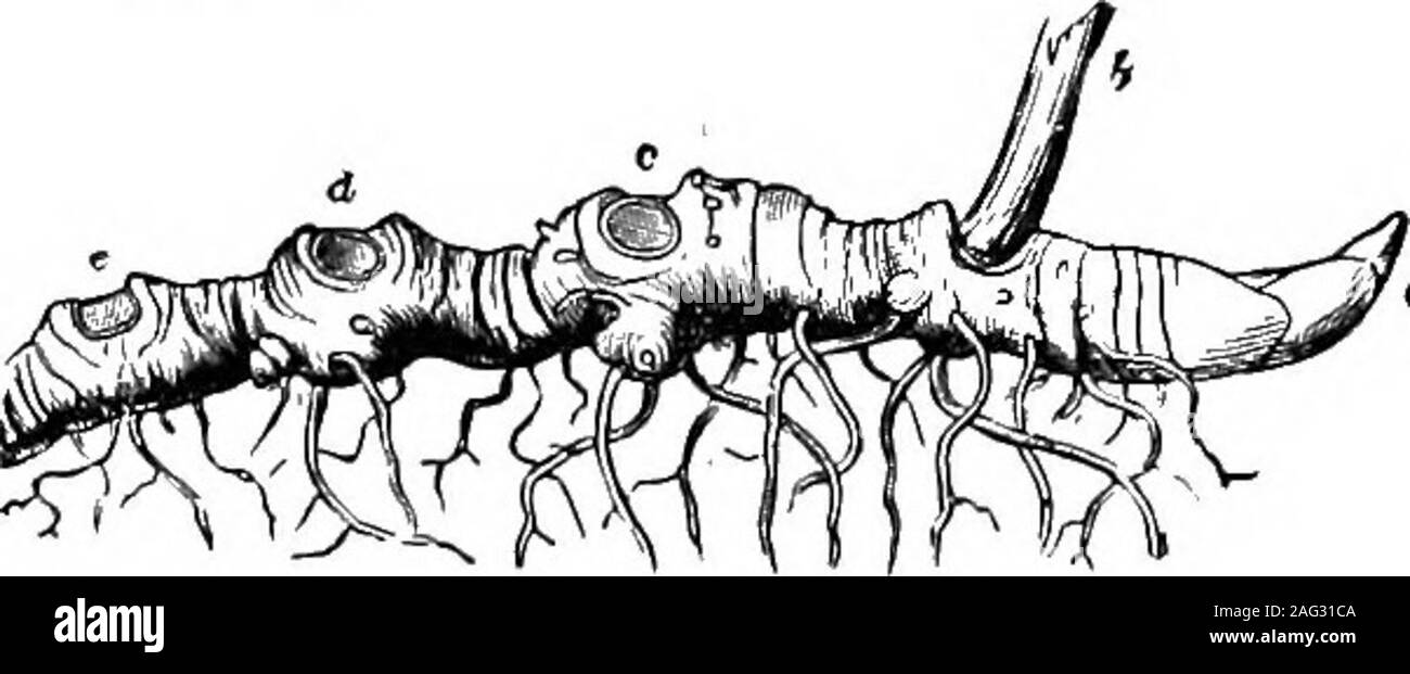 Potato roots underground Black and White Stock Photos & Images - Alamy