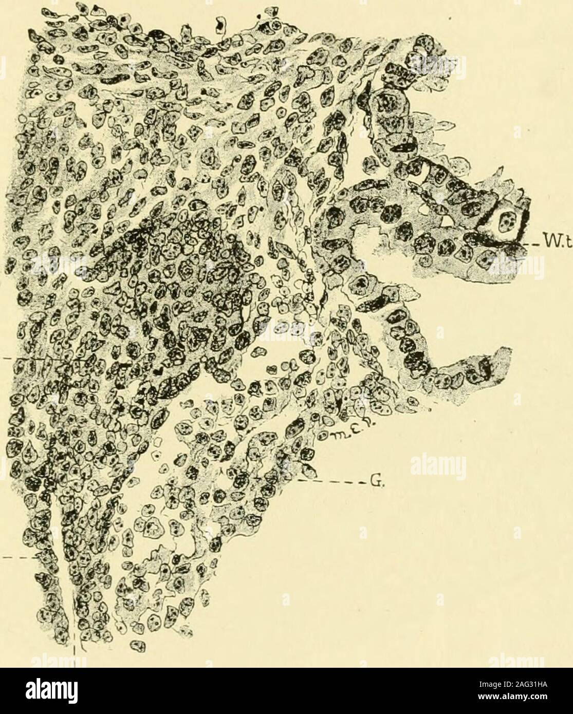 . The American journal of anatomy. e present study point to the ...