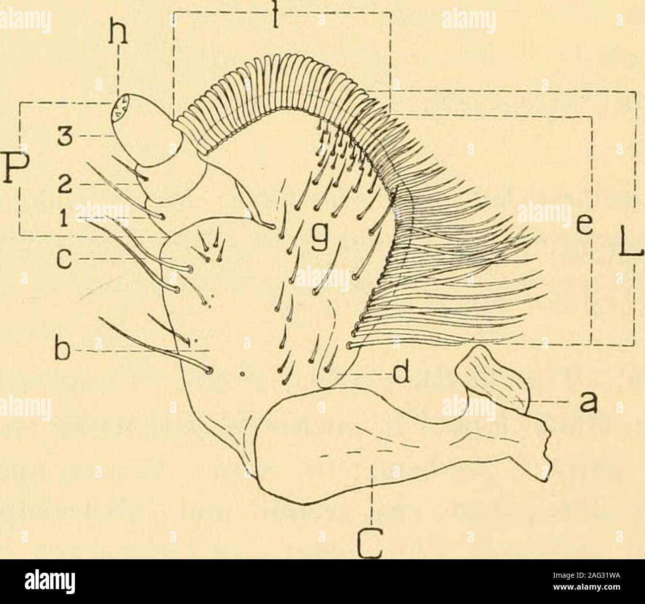 . Smithsonian miscellaneous collections. Fig. 10.—Gnathotrichus ...