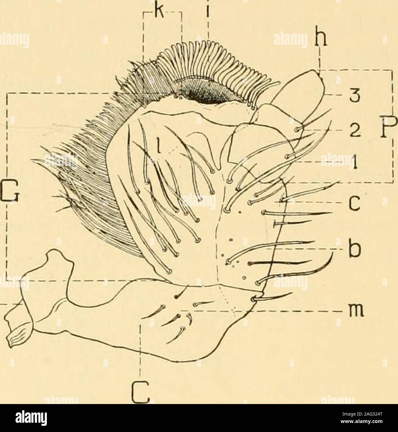 . Smithsonian miscellaneous collections. e cardo is parallelwith the ...
