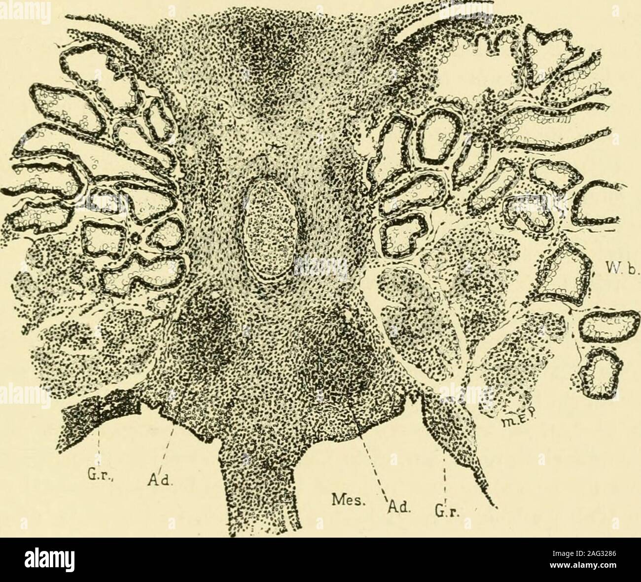 Pig embryos hi-res stock photography and images - Alamy