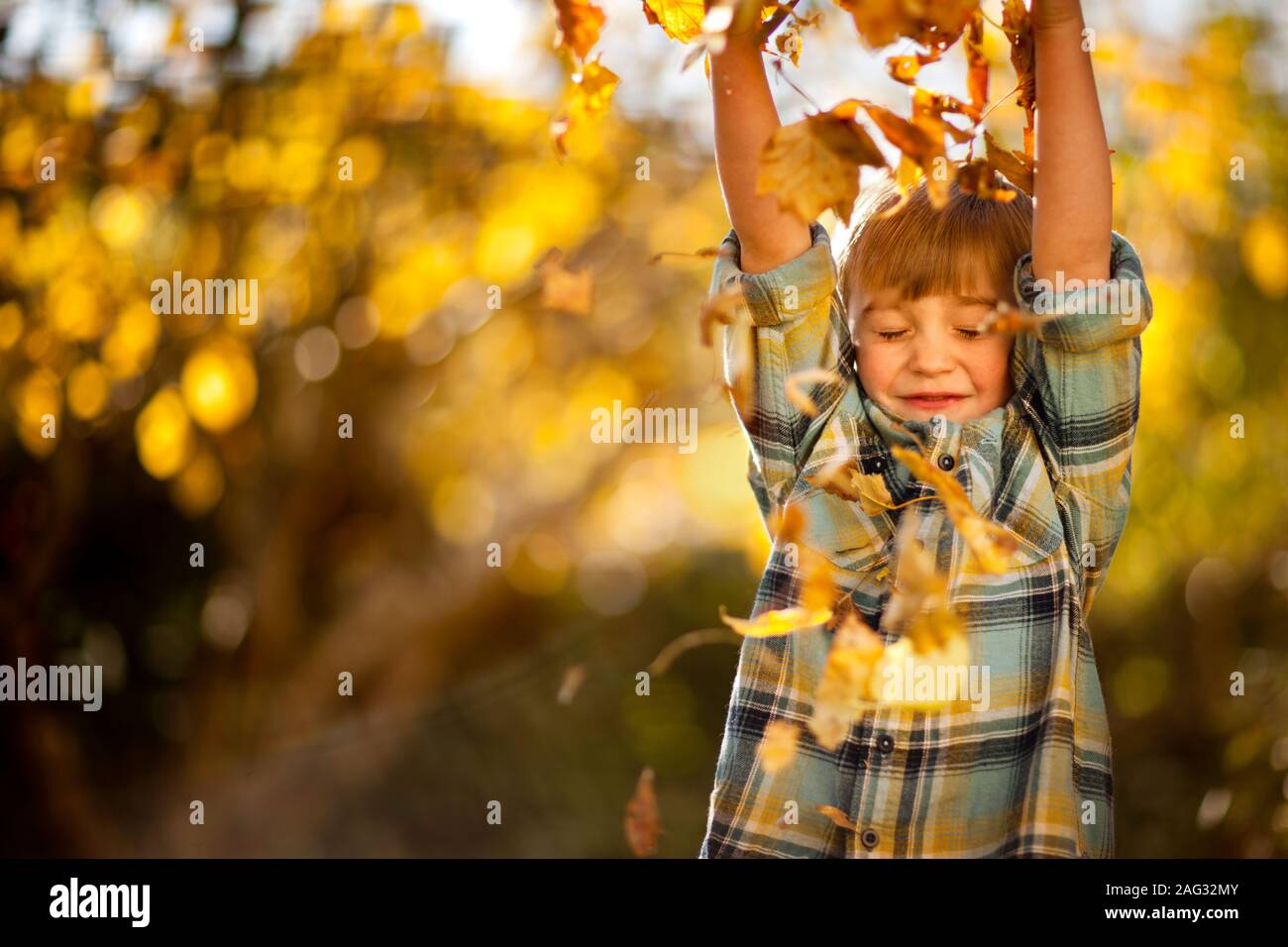Boy hanging off tree branch and causing leaves to fall Stock Photo - Alamy