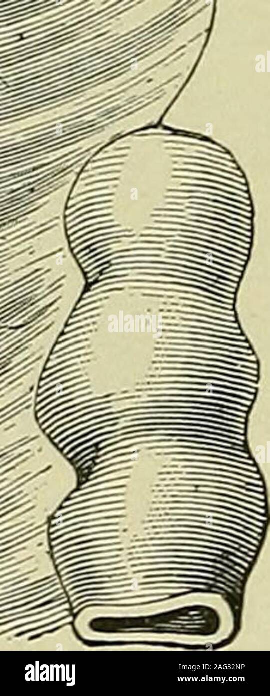 Vitello intestinal hi-res stock photography and images - Alamy