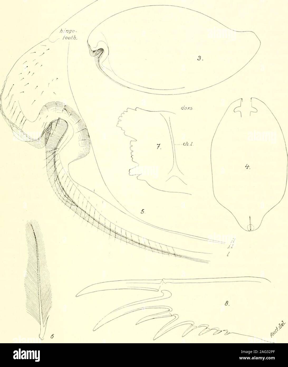 . Studies on marine ostracods : pt. 1, Cypridinids, halocyprids and ...