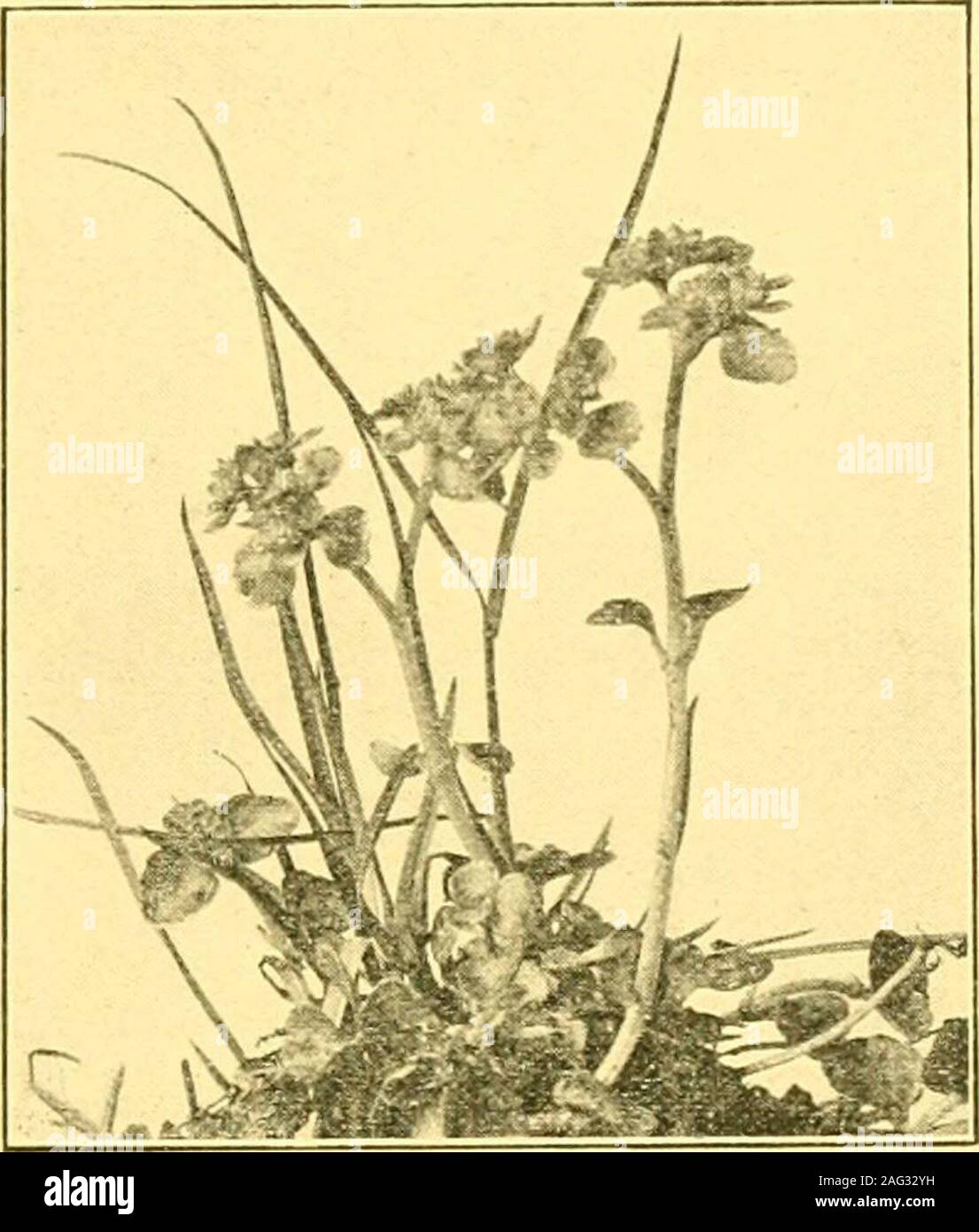 Small terminal clusters of flowers hi-res stock photography and images ...