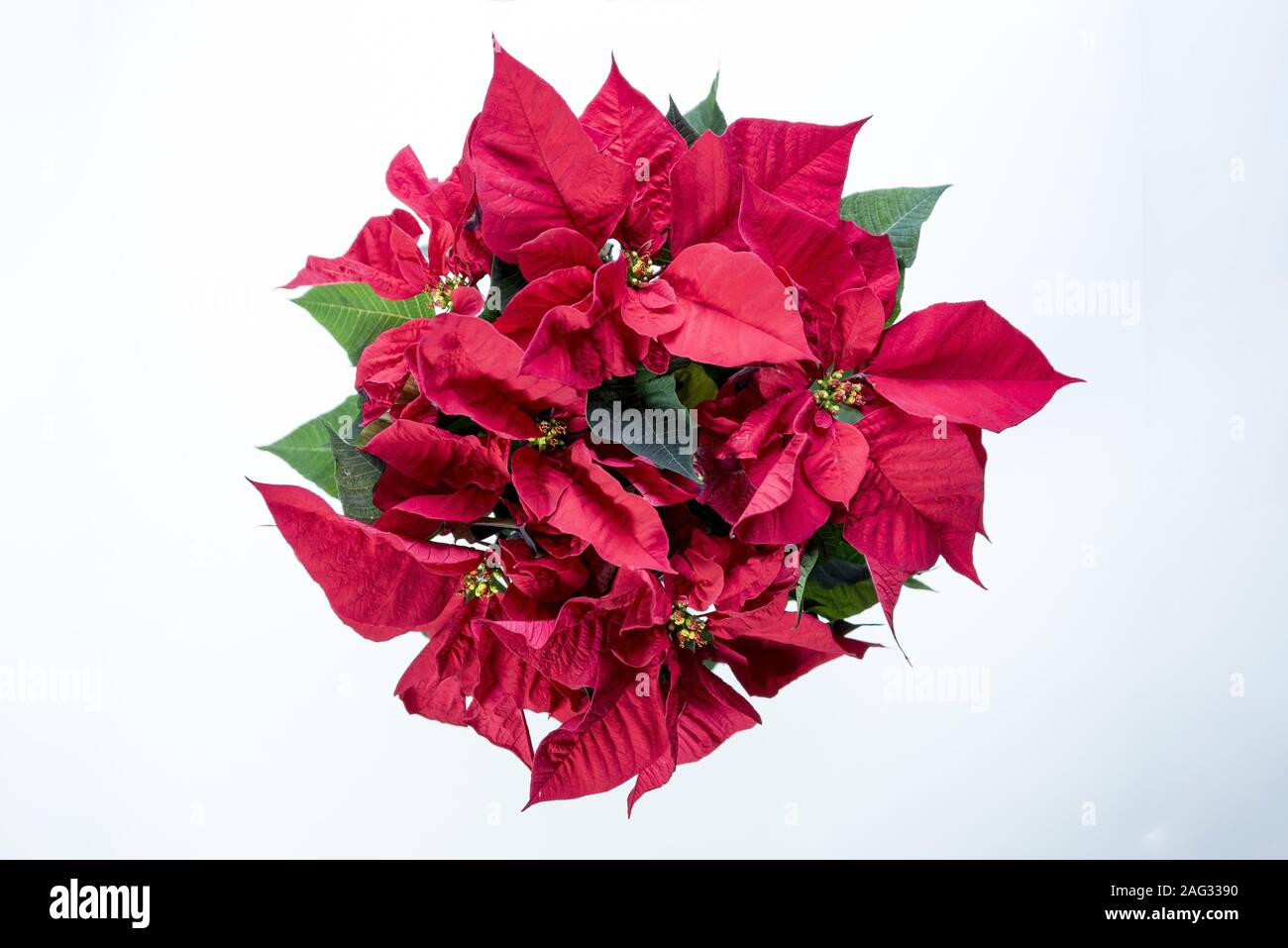 Overhead shot of poinsettia flower isolated with a white background ...
