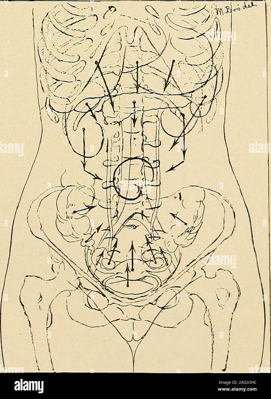 Umbilical region hi-res stock photography and images - Alamy