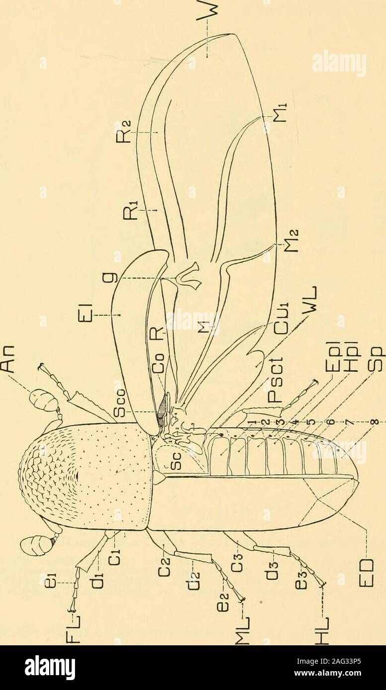 . Smithsonian miscellaneous collections. ^^^domev^ Fig. 2 ...
