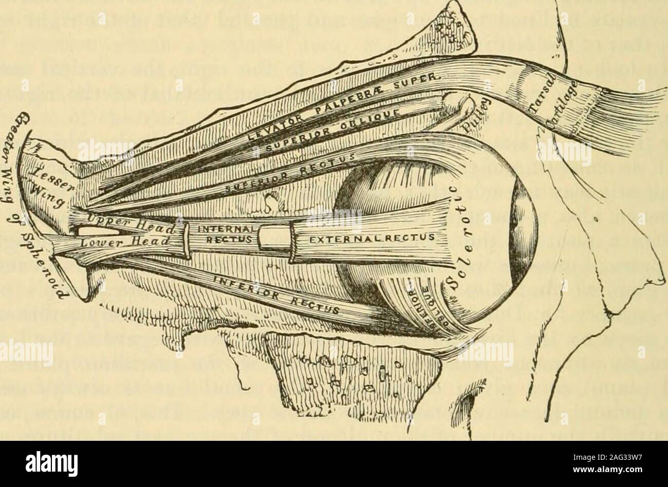 . A treatise on the diseases of the eye. r hand, the power overthe ...