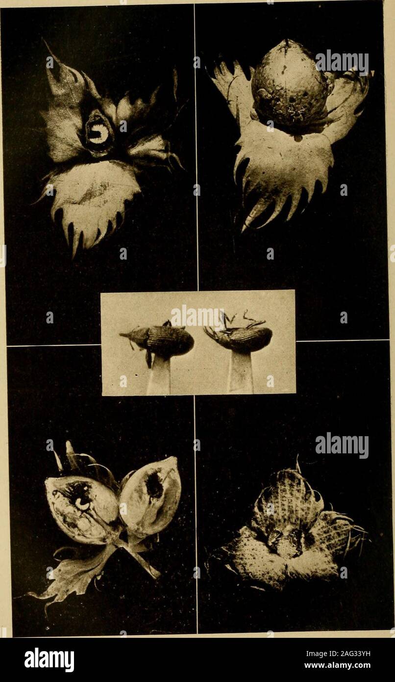 Kings ransom hi-res stock photography and images - Alamy