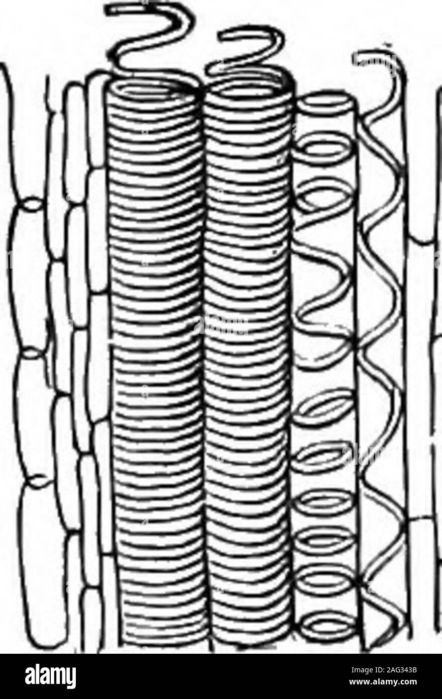 Thread veins Black and White Stock Photos & Images - Alamy