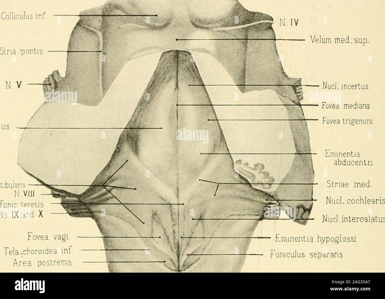 . The American journal of anatomy. y a lateral sub-divisionof the vago ...