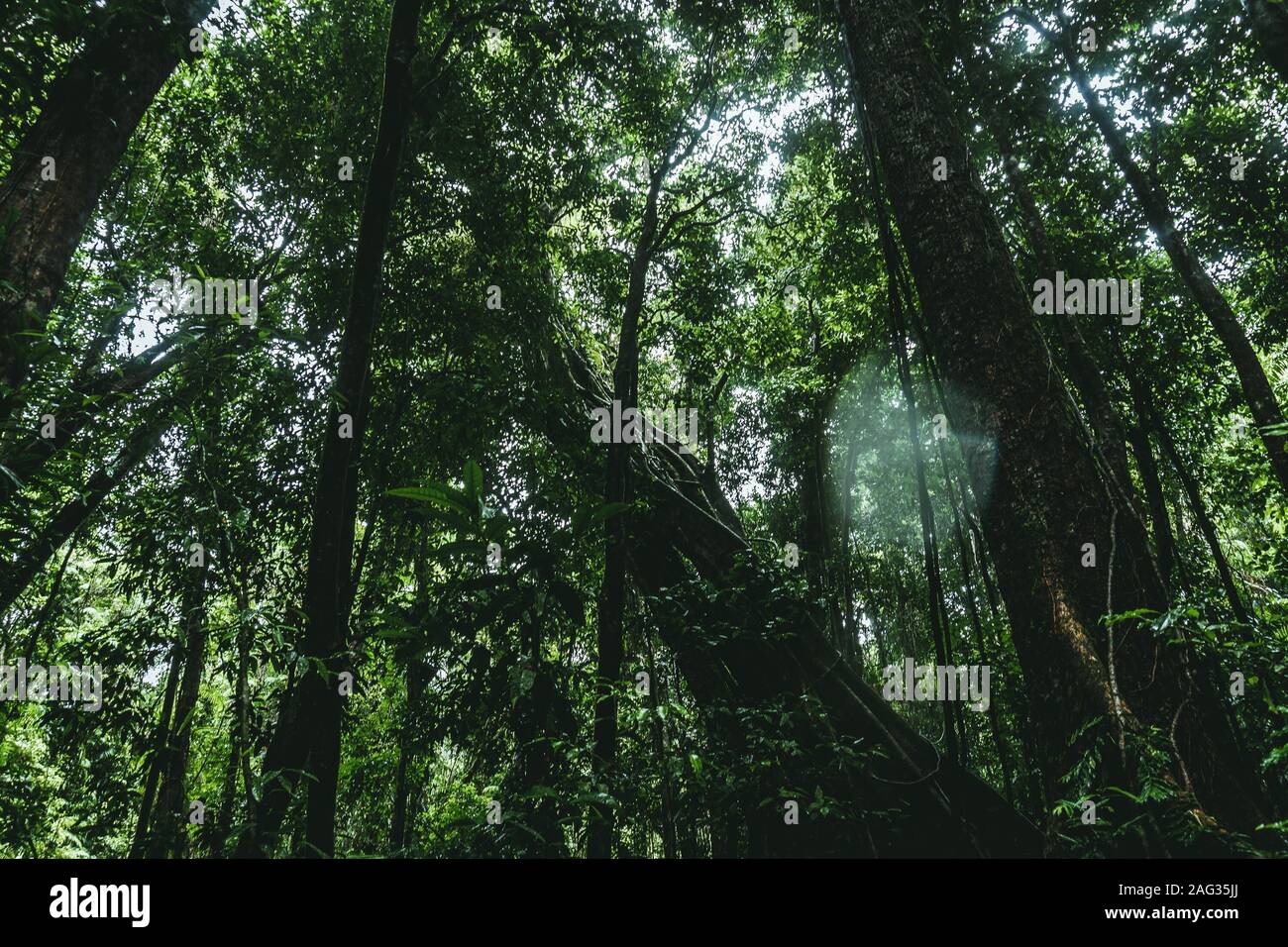 Low angle shot of longleaf pine trees growing in a green forest Stock ...