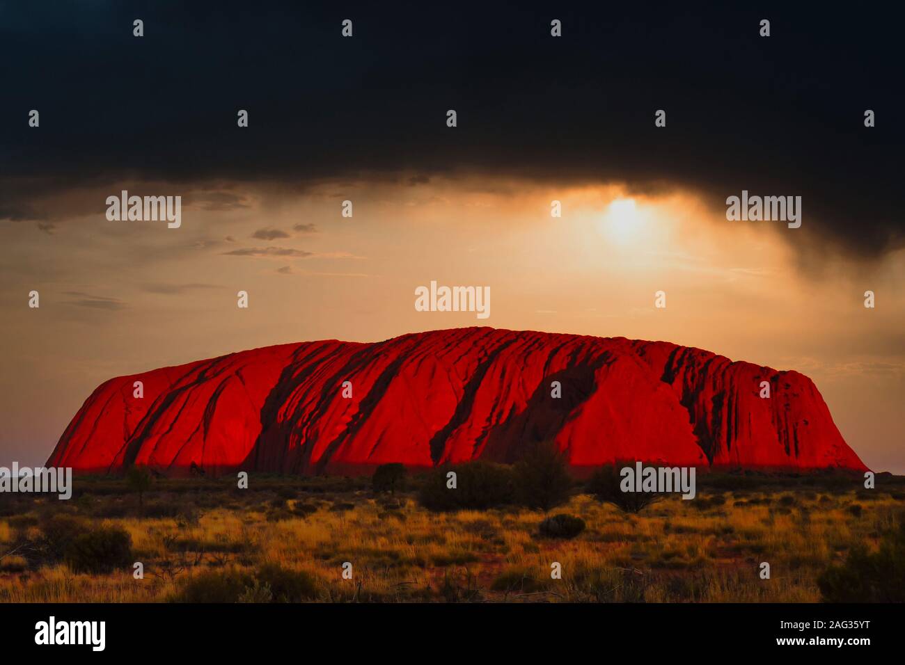Tree on uluru ayers rock hi-res stock photography and images - Alamy