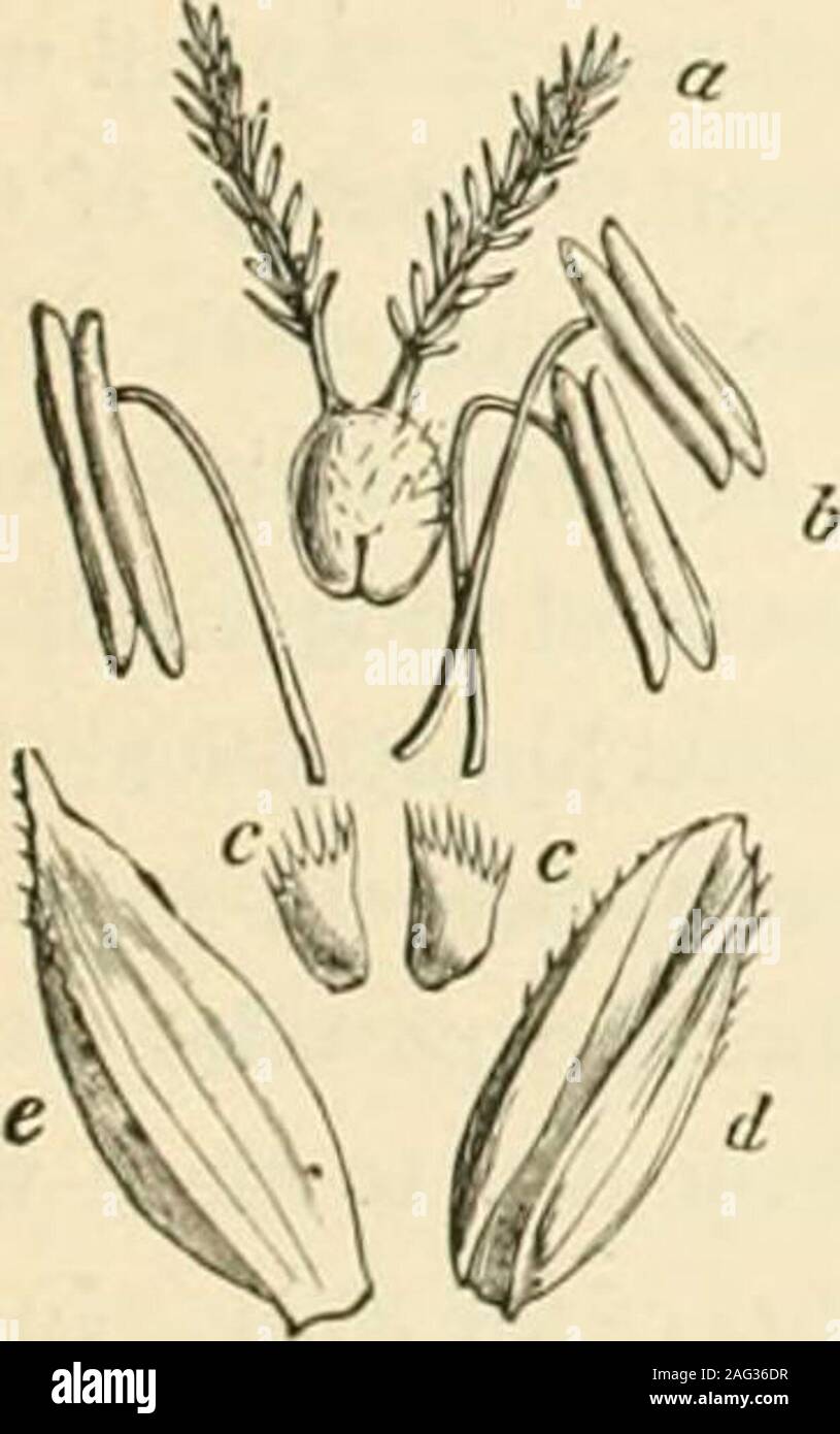 Bract scales hi-res stock photography and images - Alamy