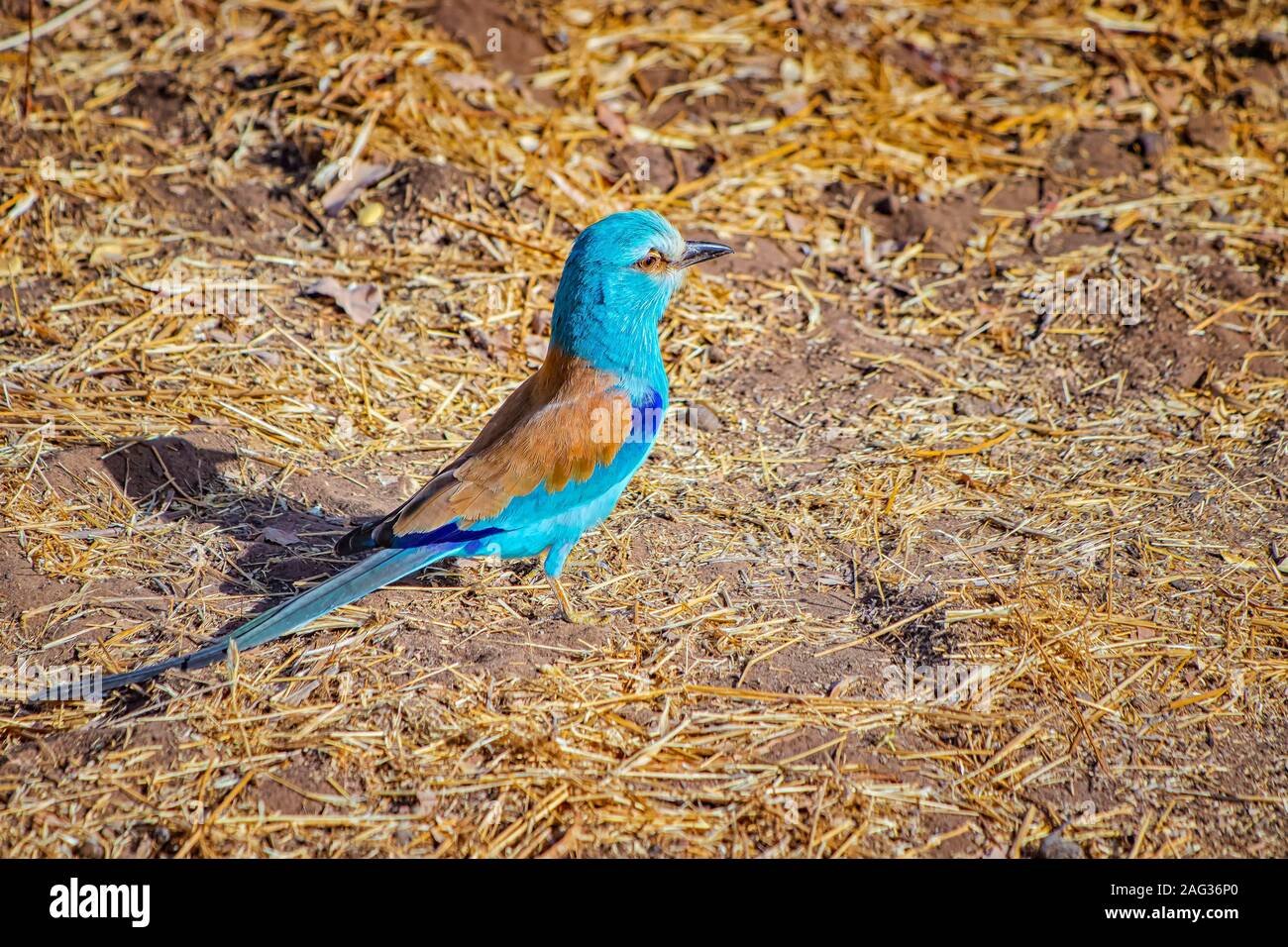Close up photo of Abyssinian Roller, Abyssinian Roller sitting on a ...