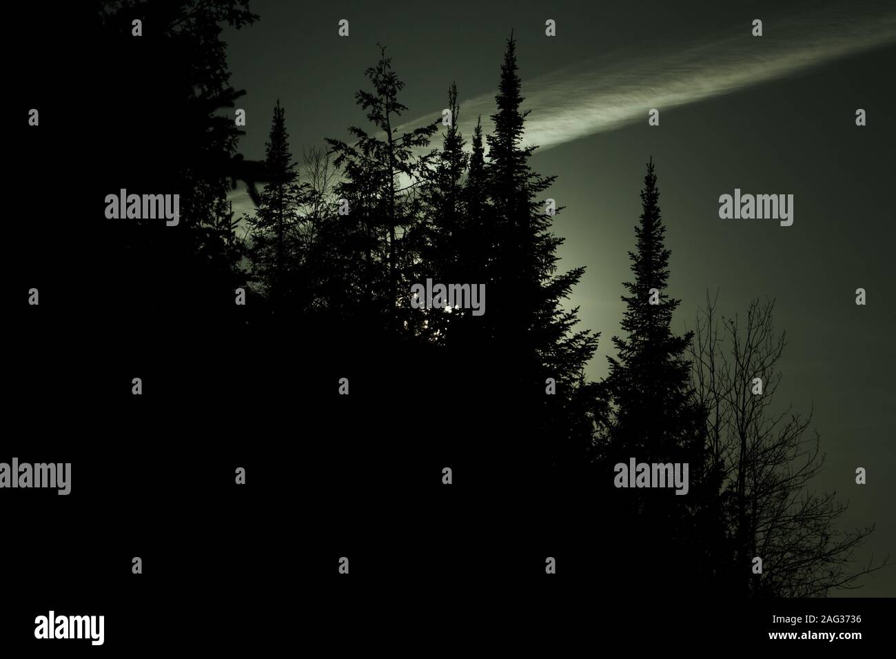 Greyscale shot of silhouettes of firs under the night sky Stock Photo ...