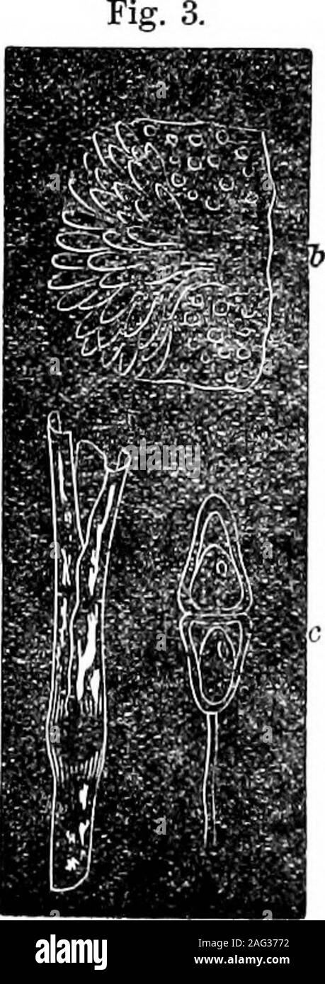 Mycelium Black and White Stock Photos & Images - Alamy