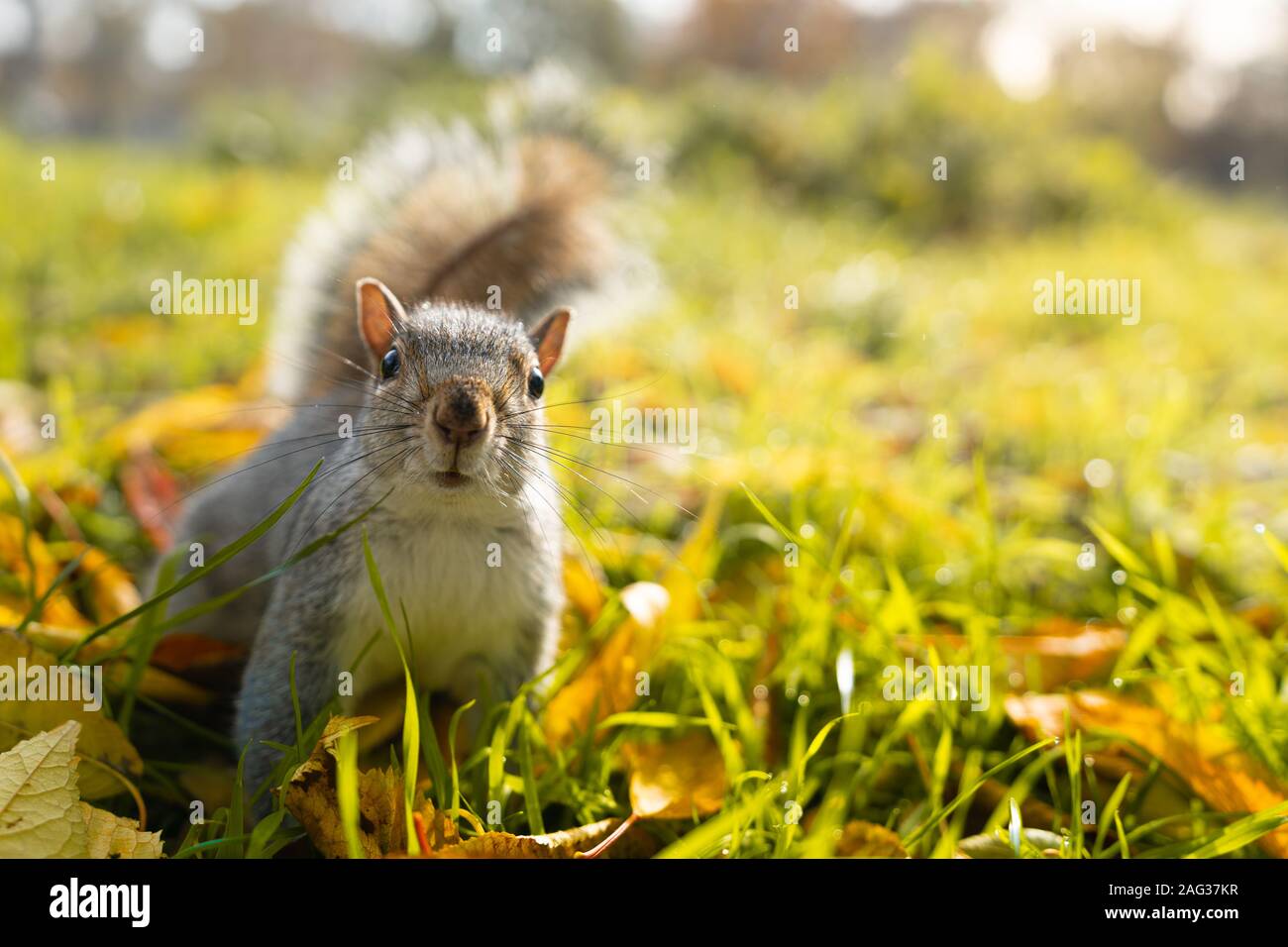 Happy squirrel hi-res stock photography and images - Alamy