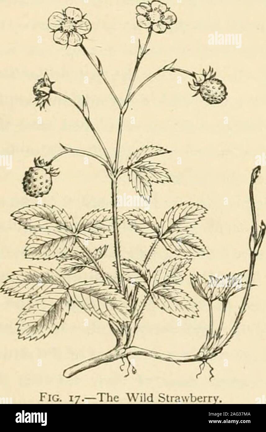 Barrenstrawberry hi-res stock photography and images - Alamy