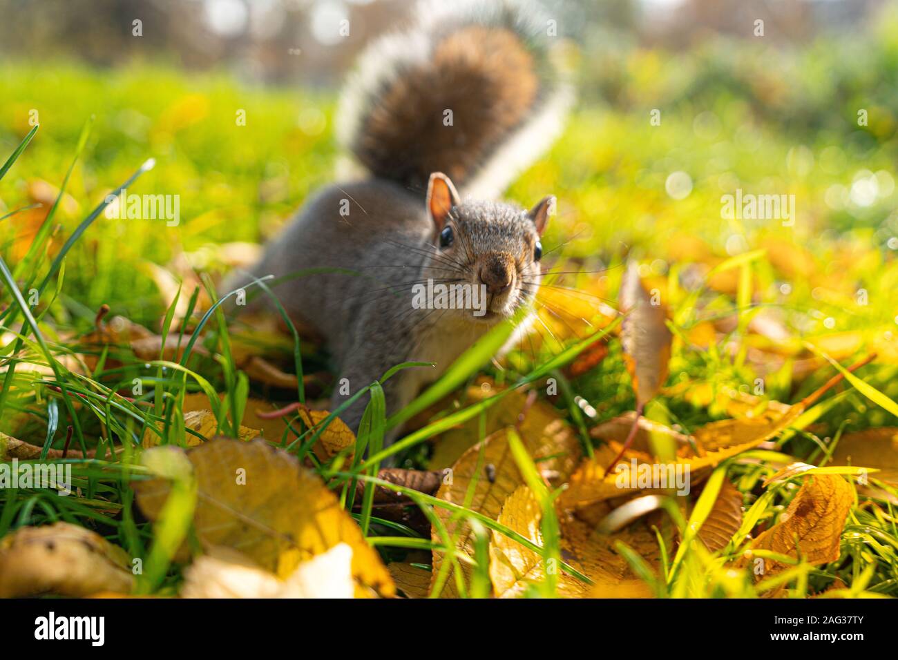 Happy squirrel hi-res stock photography and images - Alamy