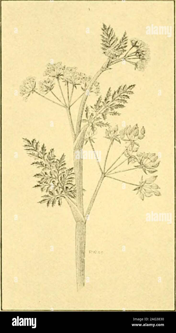 Leaves clasp stem hi-res stock photography and images - Alamy