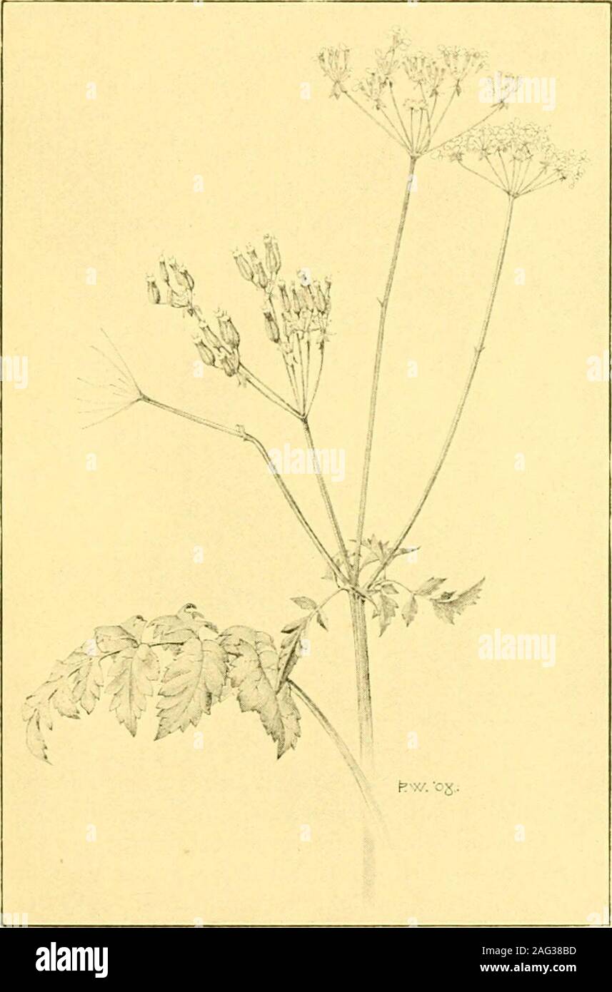 . Field and woodland plants. The White ]3ryony, Cllmuixg oveka Beij ...