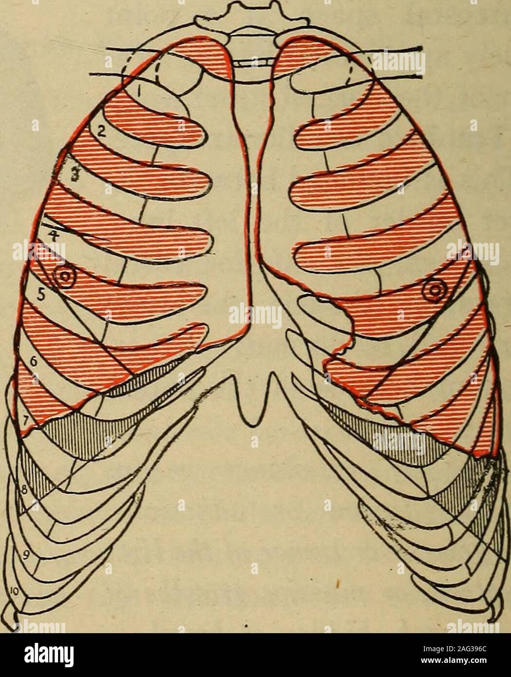 . Medical diagnosis for the student and practitioner. Fig. 95.—Traubes ...