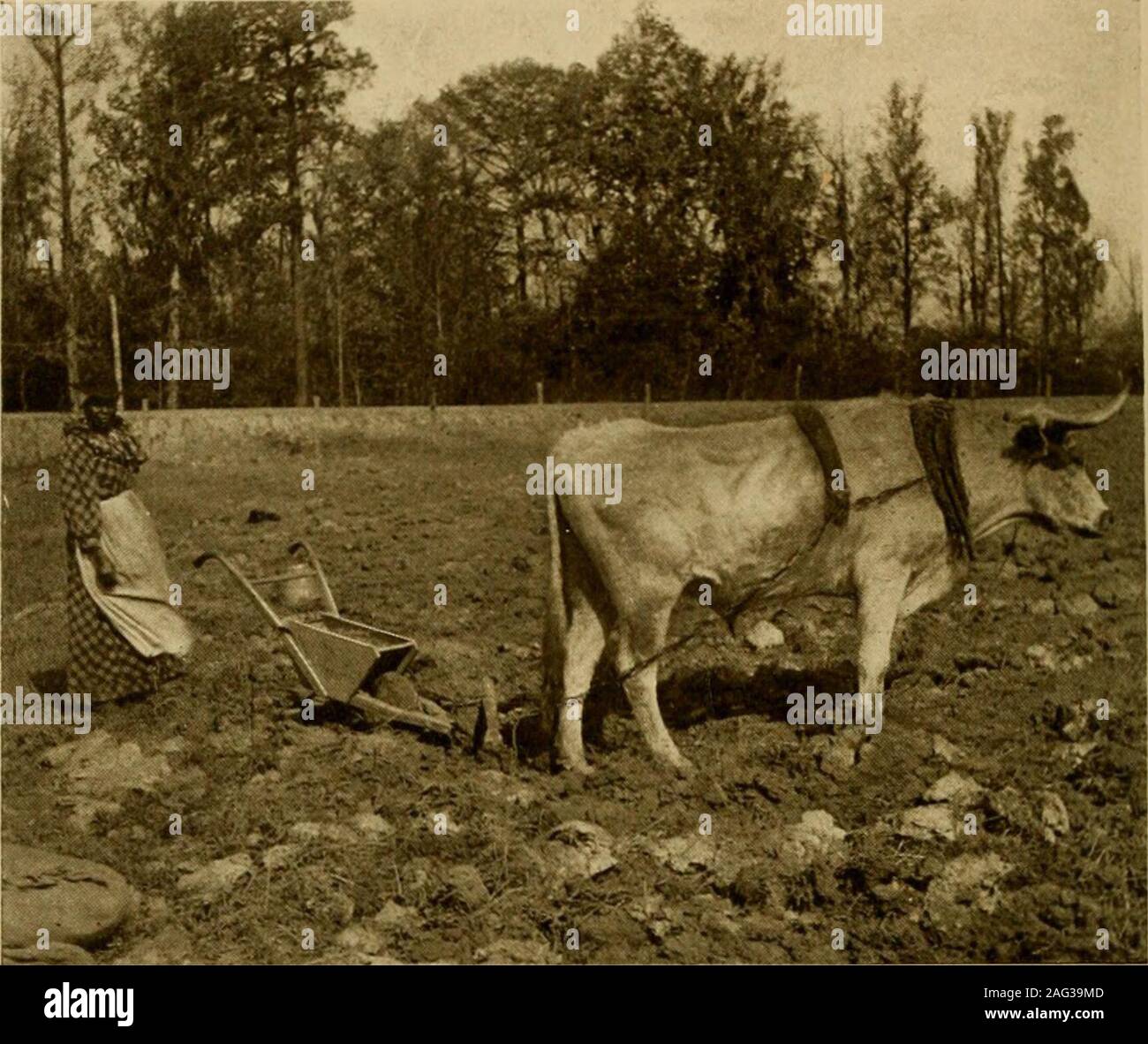 Cot varieties hi-res stock photography and images - Alamy