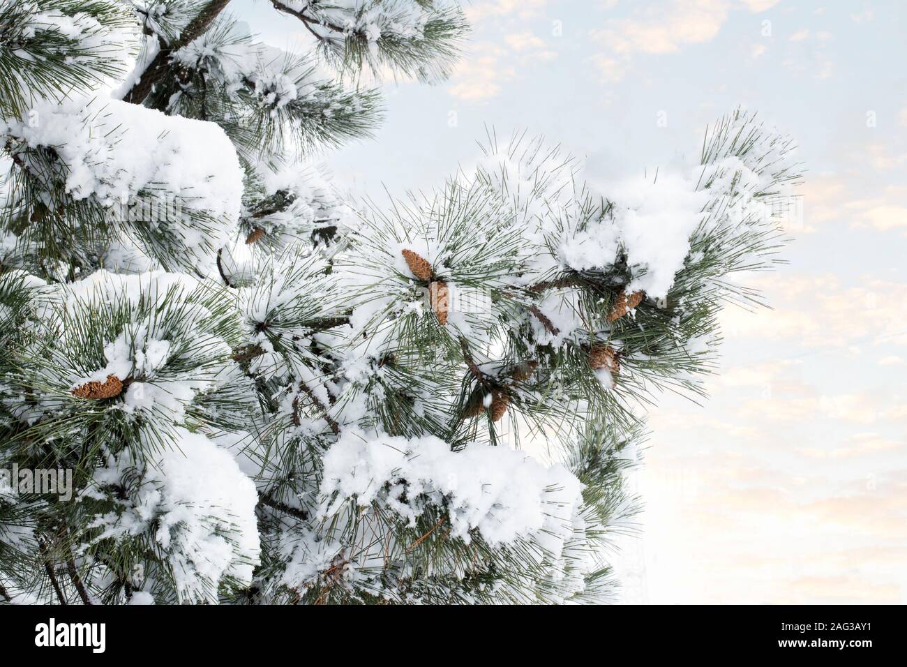 Pine Tree Branch Snow