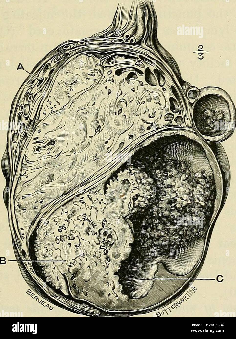Testicle Structure High Resolution Stock Photography and Images - Alamy