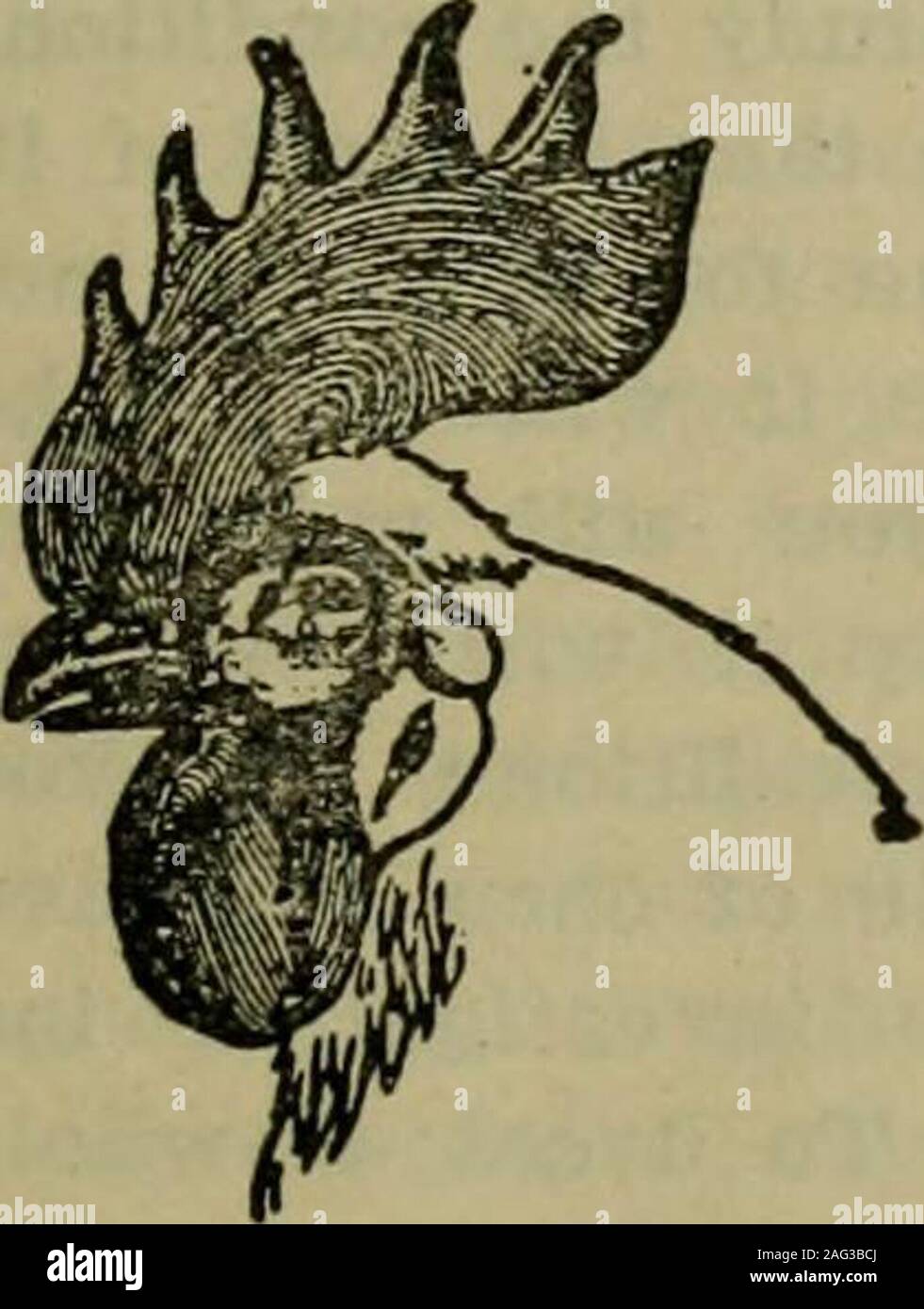 Bird growth stages hi-res stock photography and images - Alamy