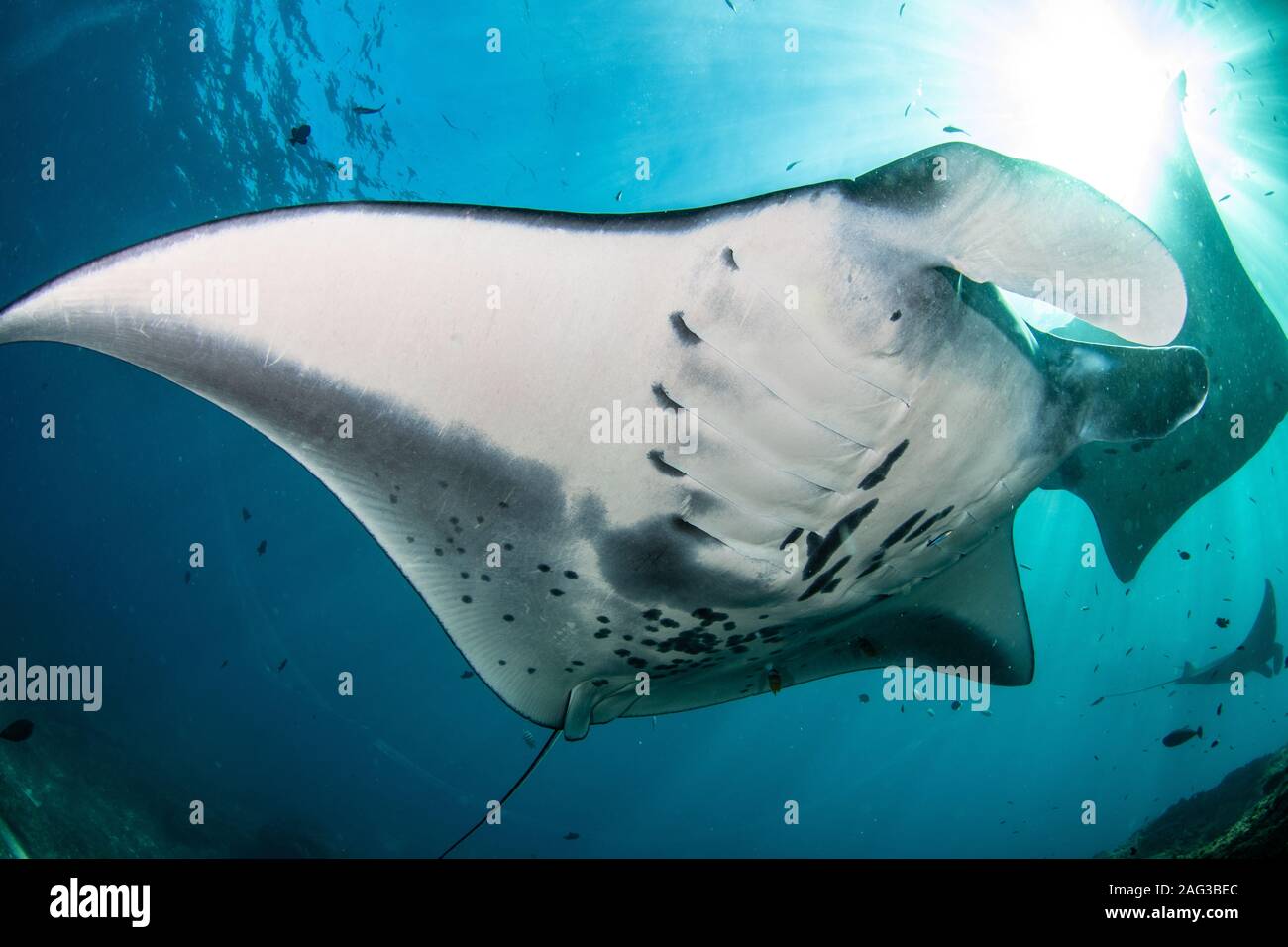 Beautiful shot of a Manta ray fish living underwater in Bali, Indonesia ...
