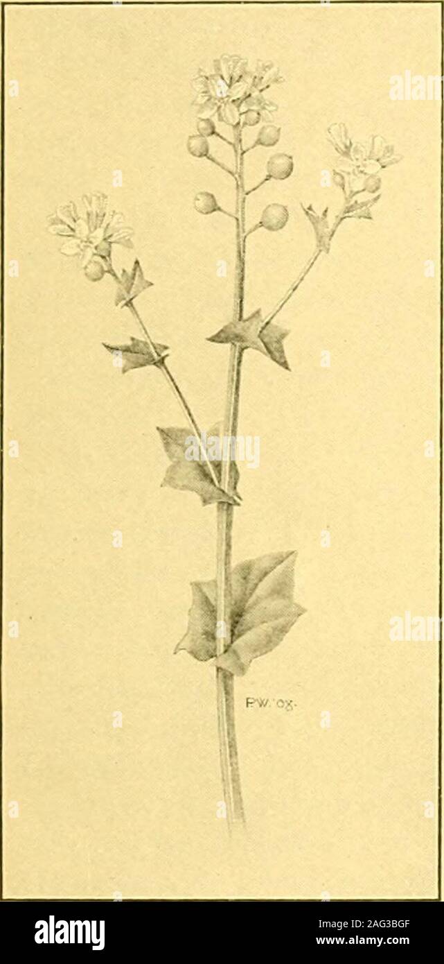 Toothed leaves spread hi-res stock photography and images - Alamy