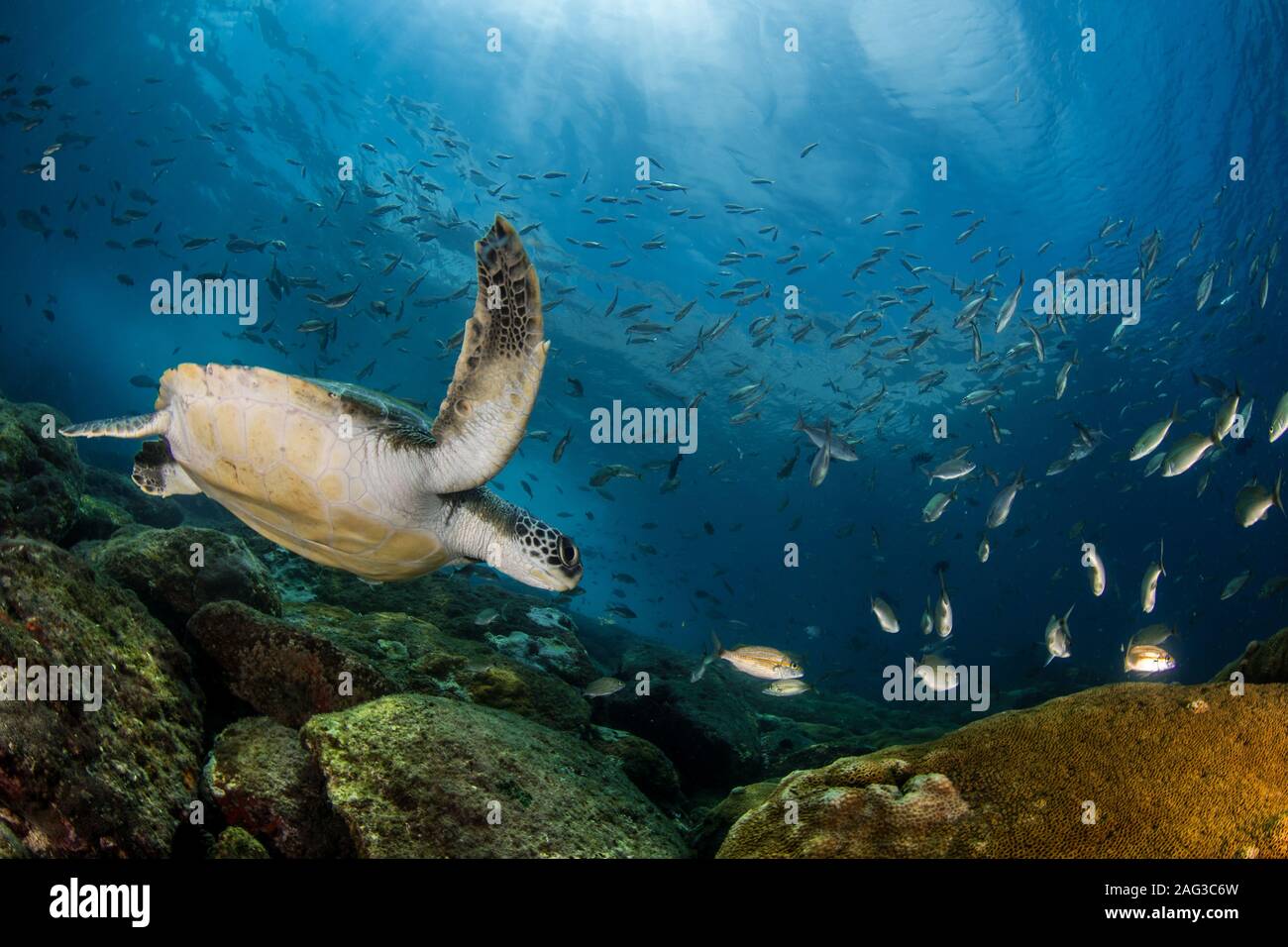 Beautiful shot of fish enjoying their underwater life to the fullest ...