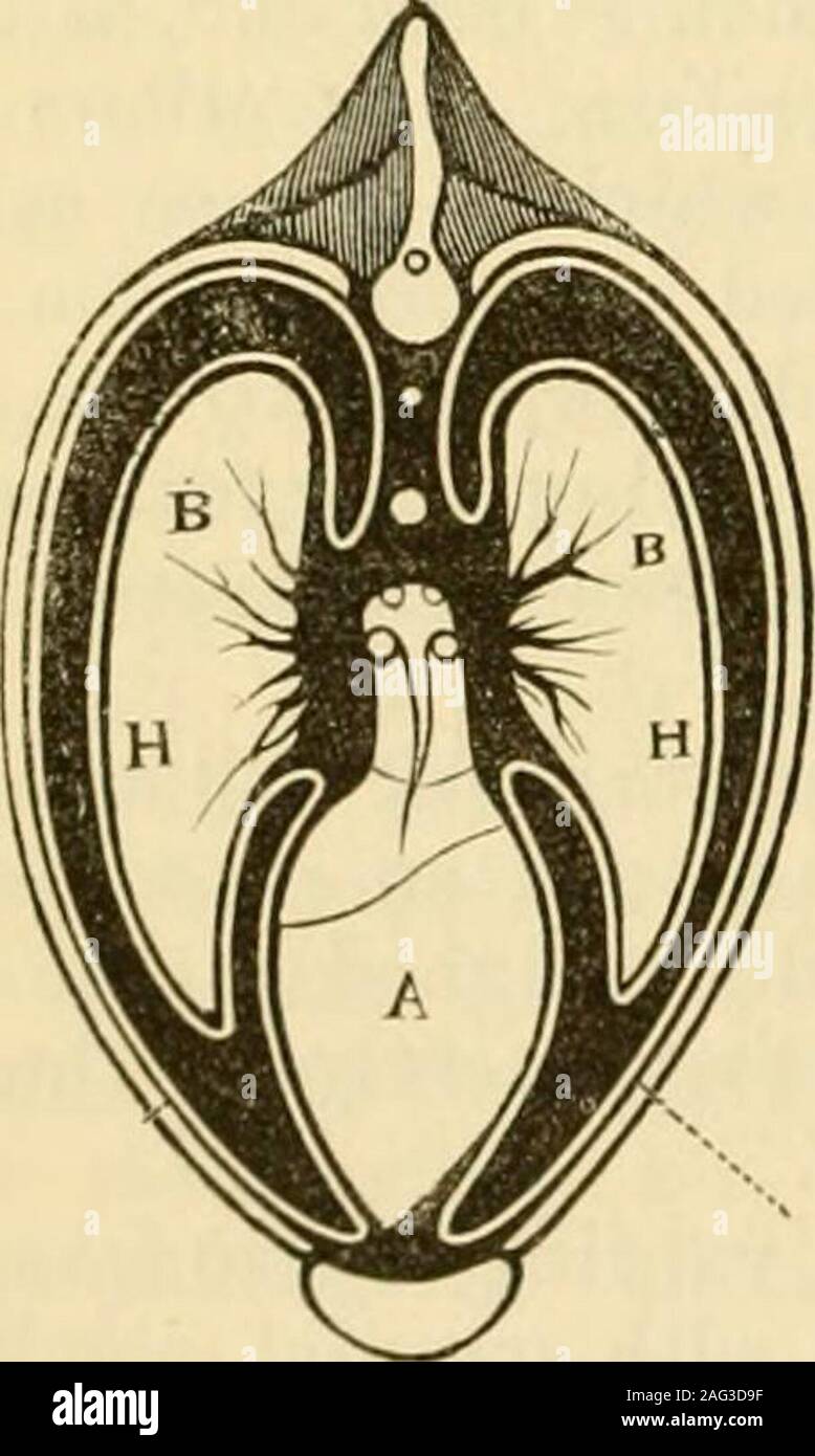Pharynx horse hi-res stock photography and images - Alamy