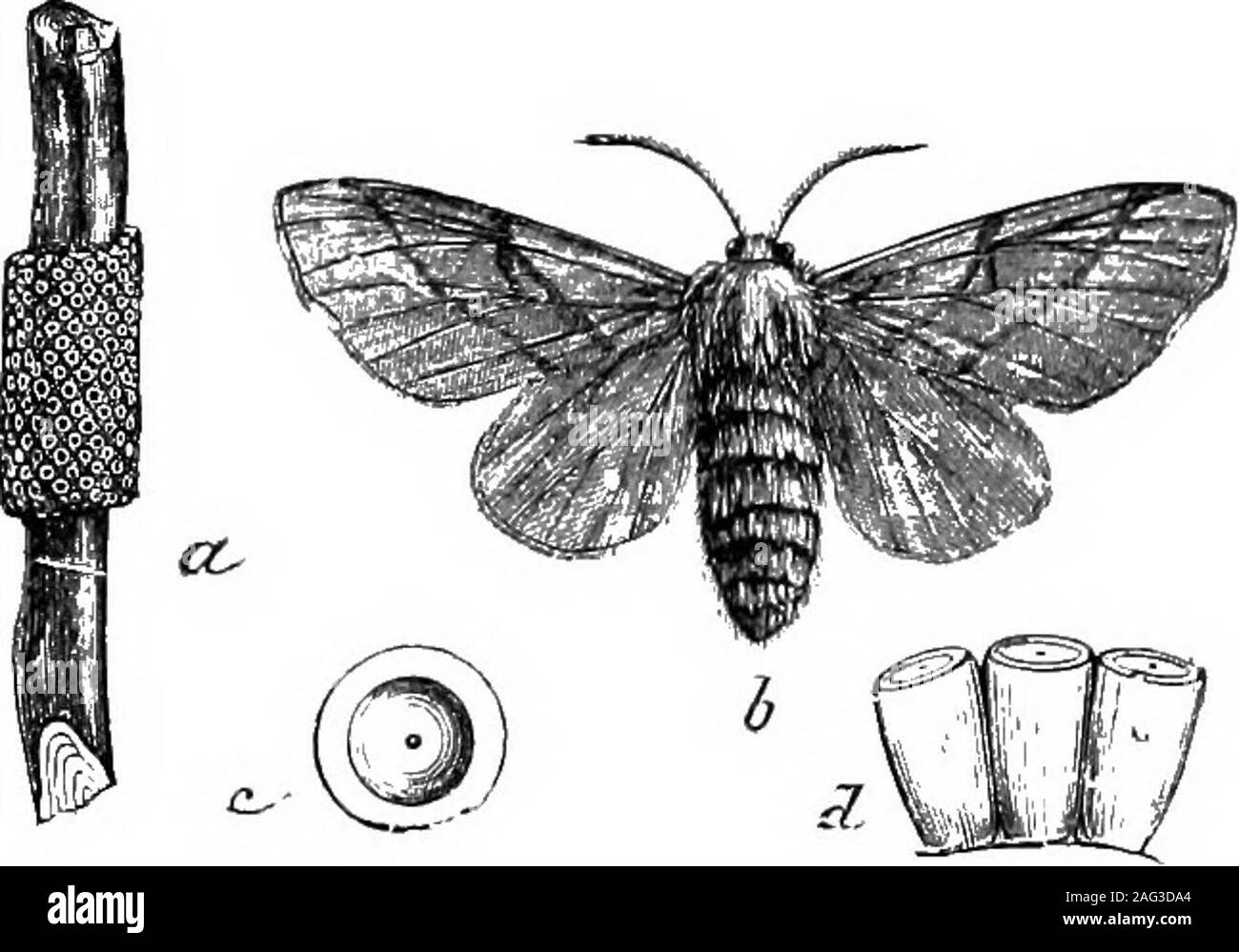 Tent moth egg hi-res stock photography and images - Alamy